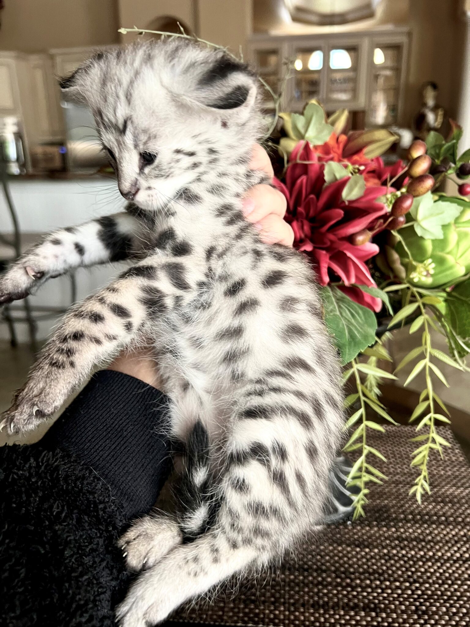 High Percentage F1 Kittens for sale at Drinkwater F1 Savannah Cats