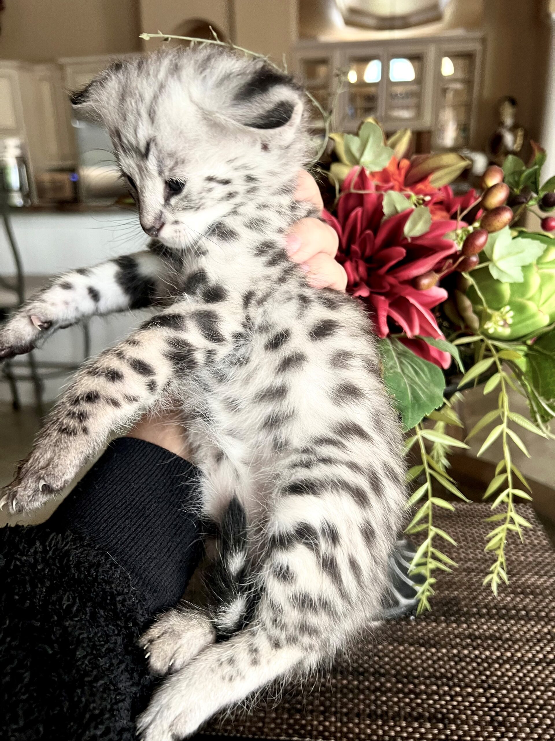 High Percentage F1 Kittens for sale at Drinkwater F1 Savannah Cats