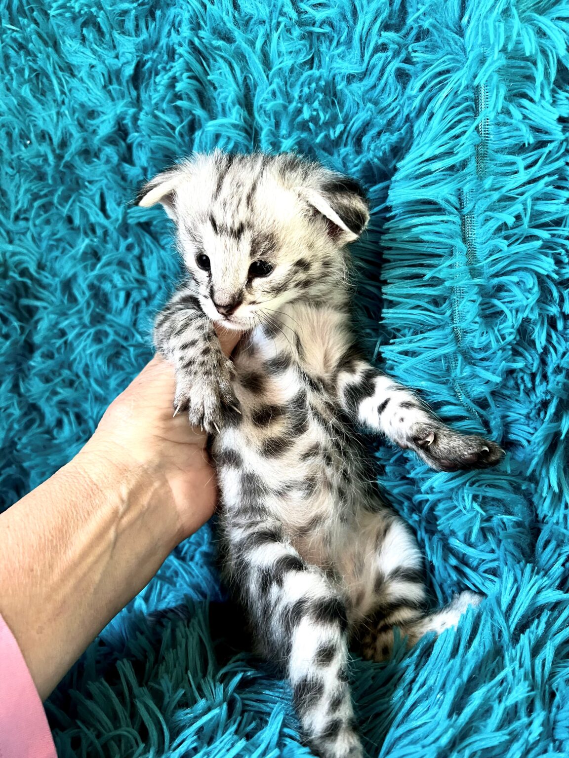 High Percentage F1 Kittens for sale at Drinkwater F1 Savannah Cats