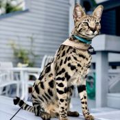 Savannahs - Drinkwater F1 Savannah Cats