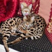 Savannahs - Drinkwater F1 Savannah Cats