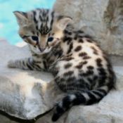 Savannahs - Drinkwater F1 Savannah Cats