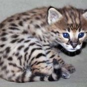 Savannahs - Drinkwater F1 Savannah Cats
