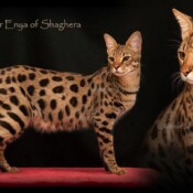 Savannahs - Drinkwater F1 Savannah Cats